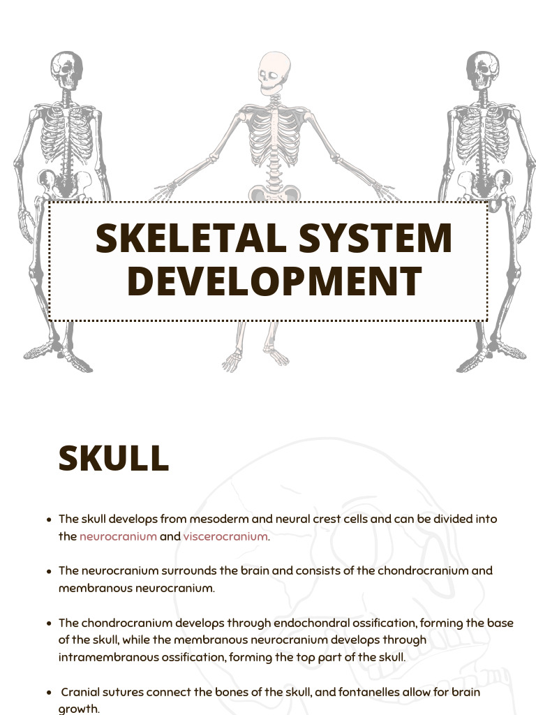 Skeletal System Development | PDF | Bone | Developmental Biology