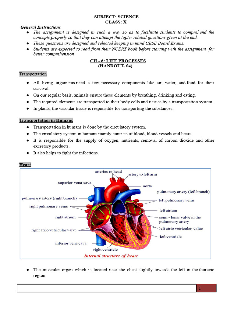 Human Circulatory System Overview | PDF | Blood | Circulatory System