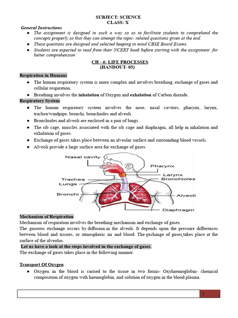 Human Respiratory System Overview | PDF | Respiratory System | Cellular ...