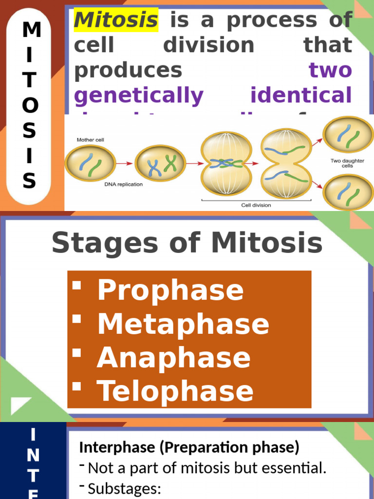 Mitosis | PDF | Mitosis | Biology
