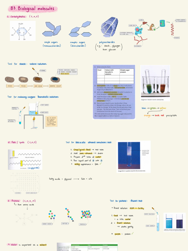 B3. Biological Molecules | PDF | Carbohydrates | Lipid