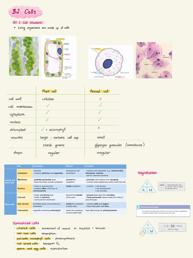 B2. Cells | PDF | Cell (Biology) | Osmosis