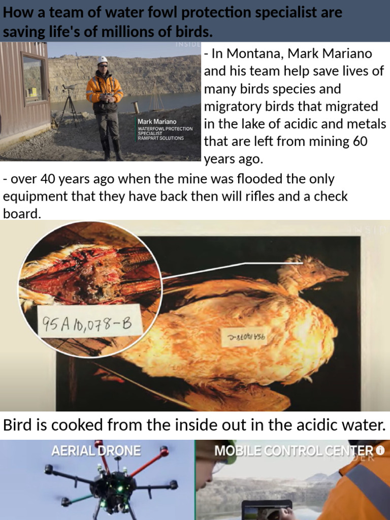 Saving Birds From Toxic Lake | PDF