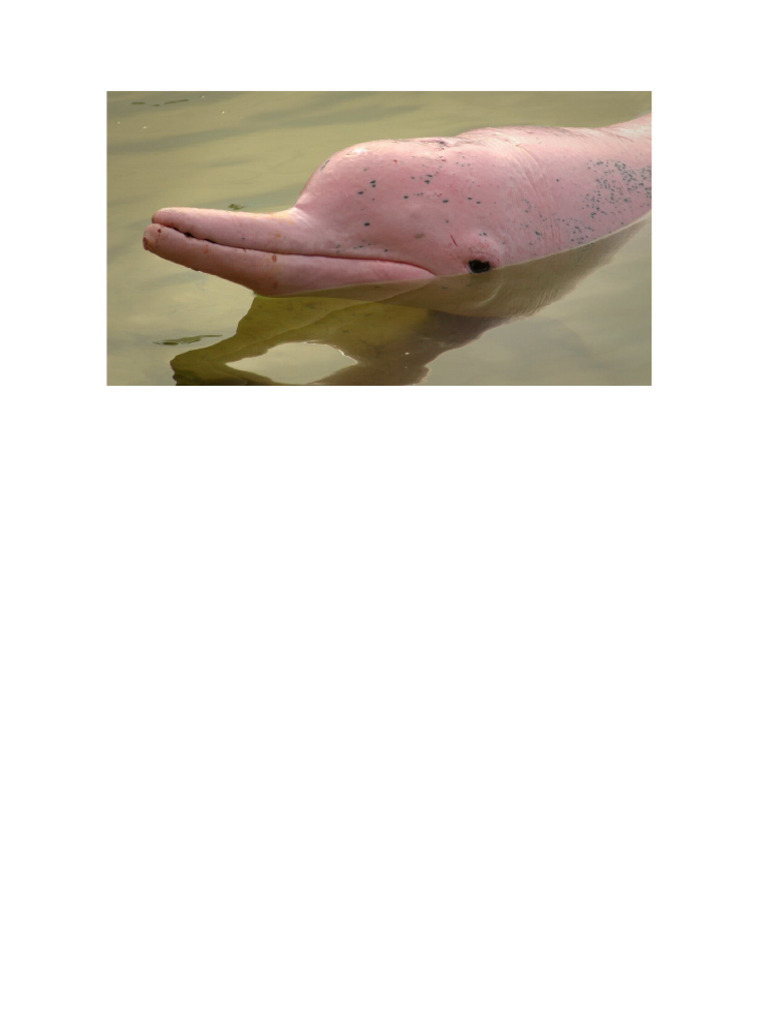 DELFIN | PDF