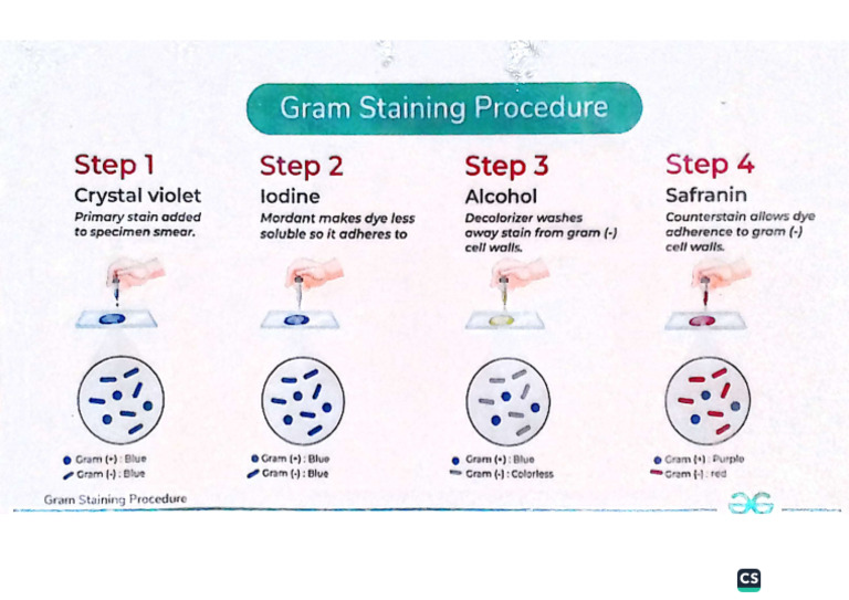 Diagram-Steps of Gram Staining | PDF
