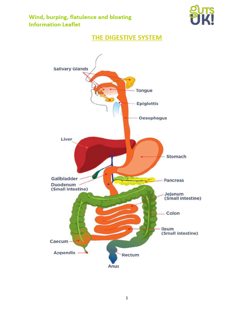 Understanding Wind, Burping, and Bloating | PDF | Flatulence | Bloating