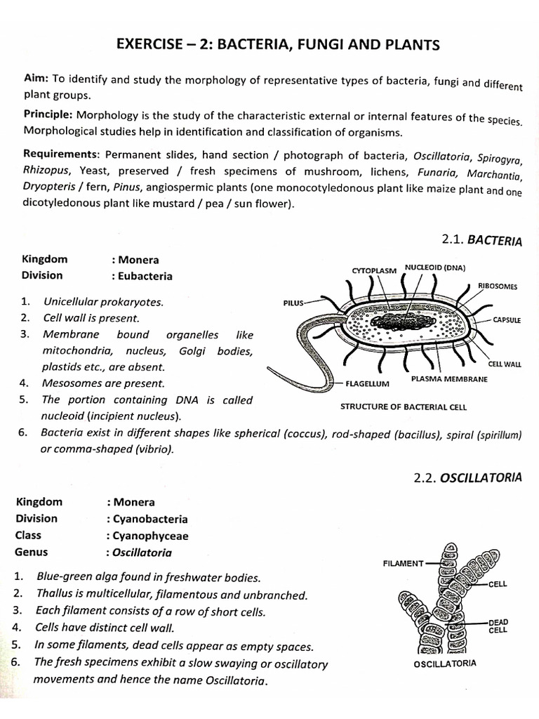 1pu-lab-bacteria to fungi (1) | PDF