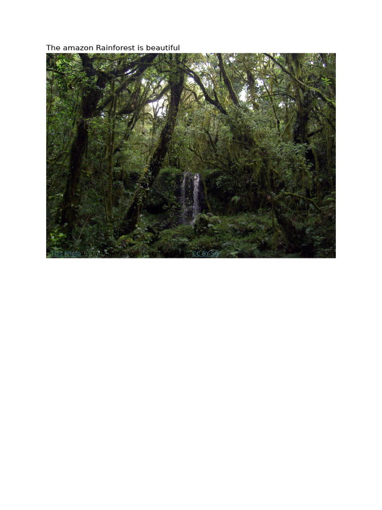 Rainforest | PDF