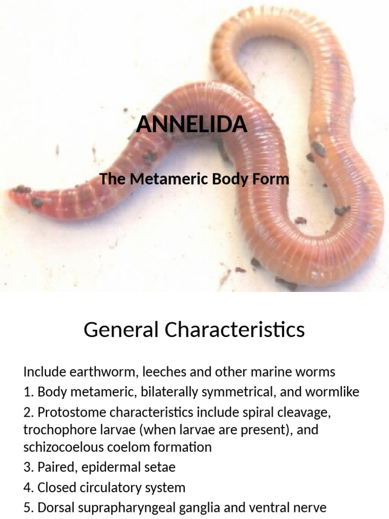 Diversity 1 (Annelida) | PDF | Anatomy | Biology