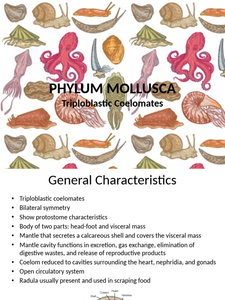 Overview of Mollusca Phylum Characteristics | PDF | Mollusca | Bivalvia