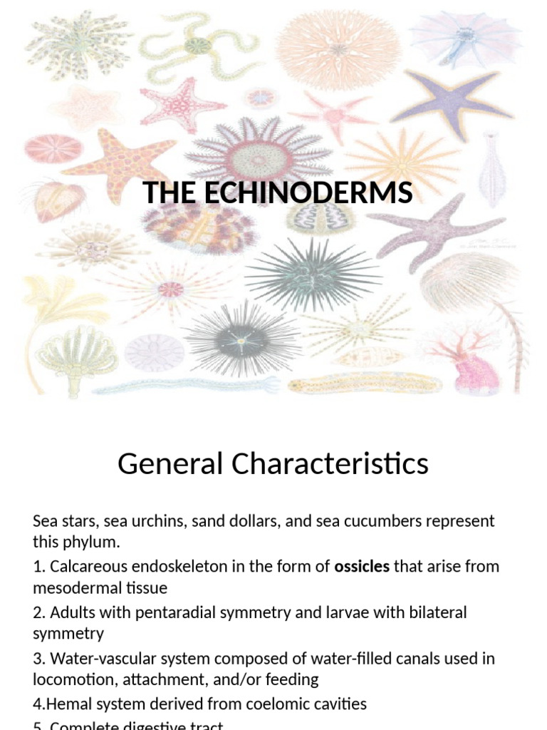 Diversity 1 (The Echinoderms) | PDF | Biology | Zoology