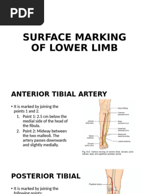Surface Anatomy Of Lower Limb