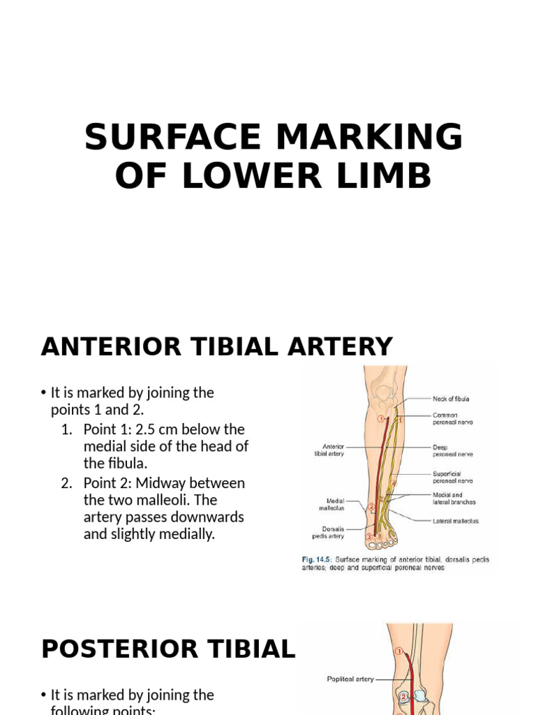 Surface Markings of Lower Limb Arteries | PDF | Human Leg | Human Anatomy