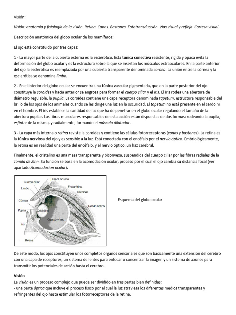 Viision | PDF | Percepción visual | Color