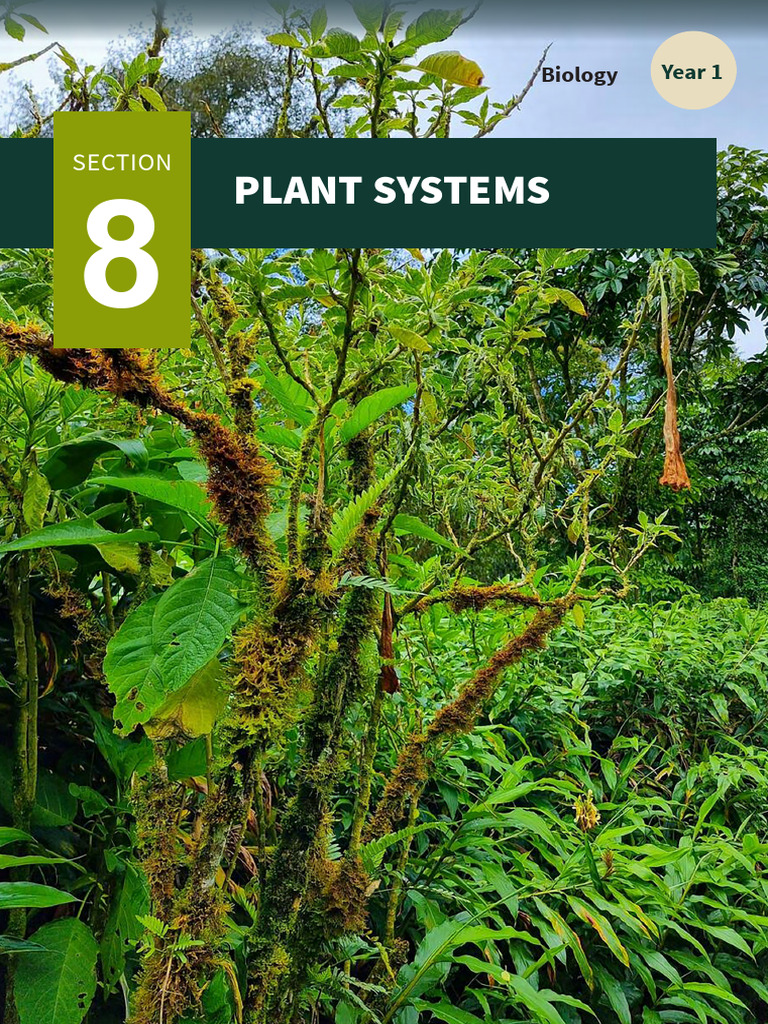 Monocots vs. Dicots: Plant Systems Explained | PDF | Leaf | Plant Stem