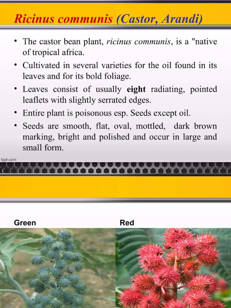 Croton | PDF