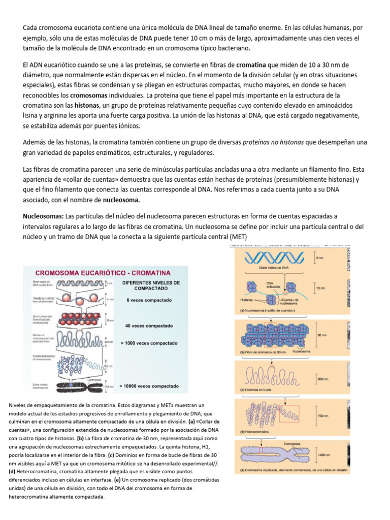 Biologia Celular | PDF | Cromatina | Cromosoma