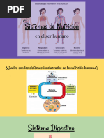 Digestión: Bolo, Quimo y Quilo | PDF | Digestión | Tracto gastrointestinal