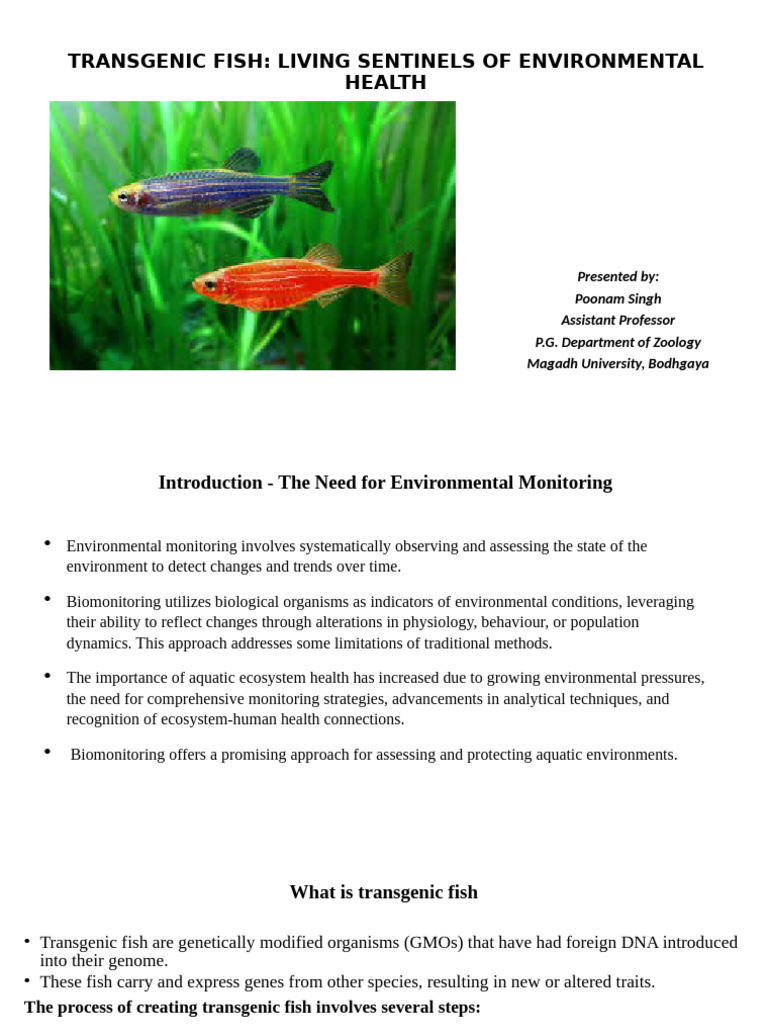 Transgenic Fish Final | PDF | Genetically Modified Organism | Vector (Molecular Biology)