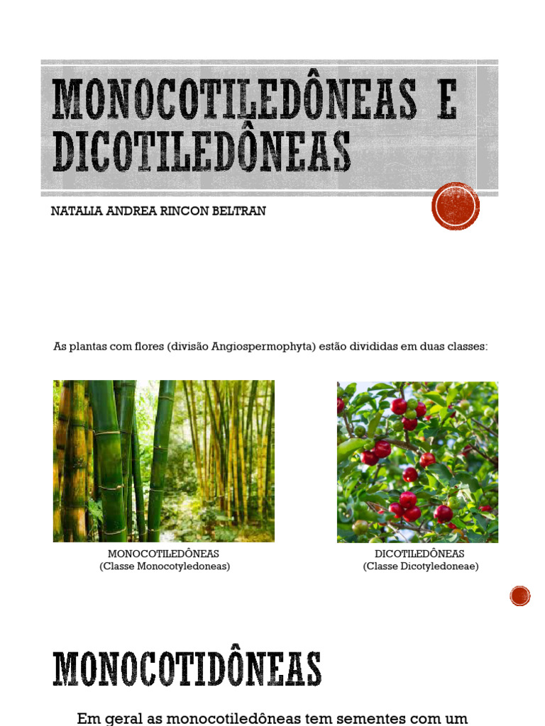 Monocotiledôneas e Dicotiledôneas Aula 8 | PDF