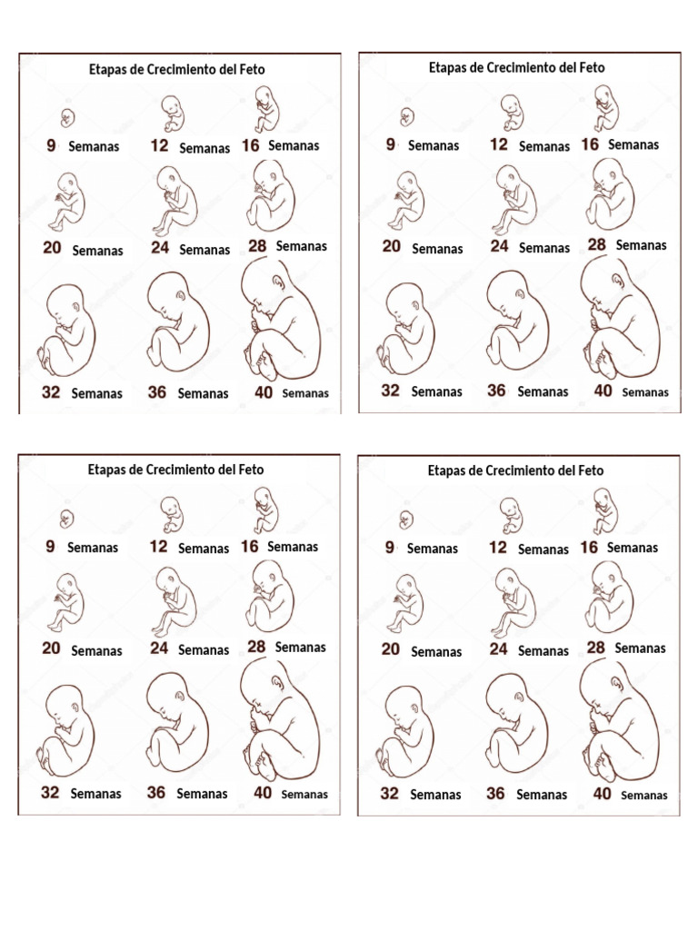 ETAPAS DE CRECIMIENTO DEL FETO - 4 LAMINITAS PARA CUADERNO | PDF