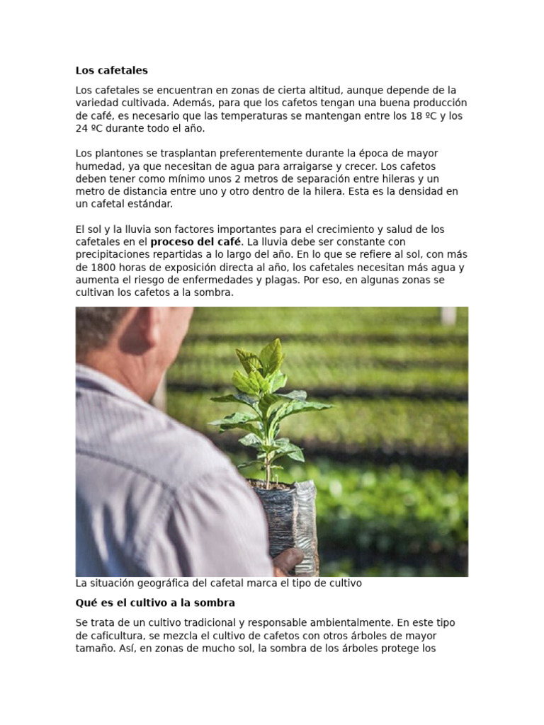 Generalidades sobre los cafetales | PDF | café | Arboles
