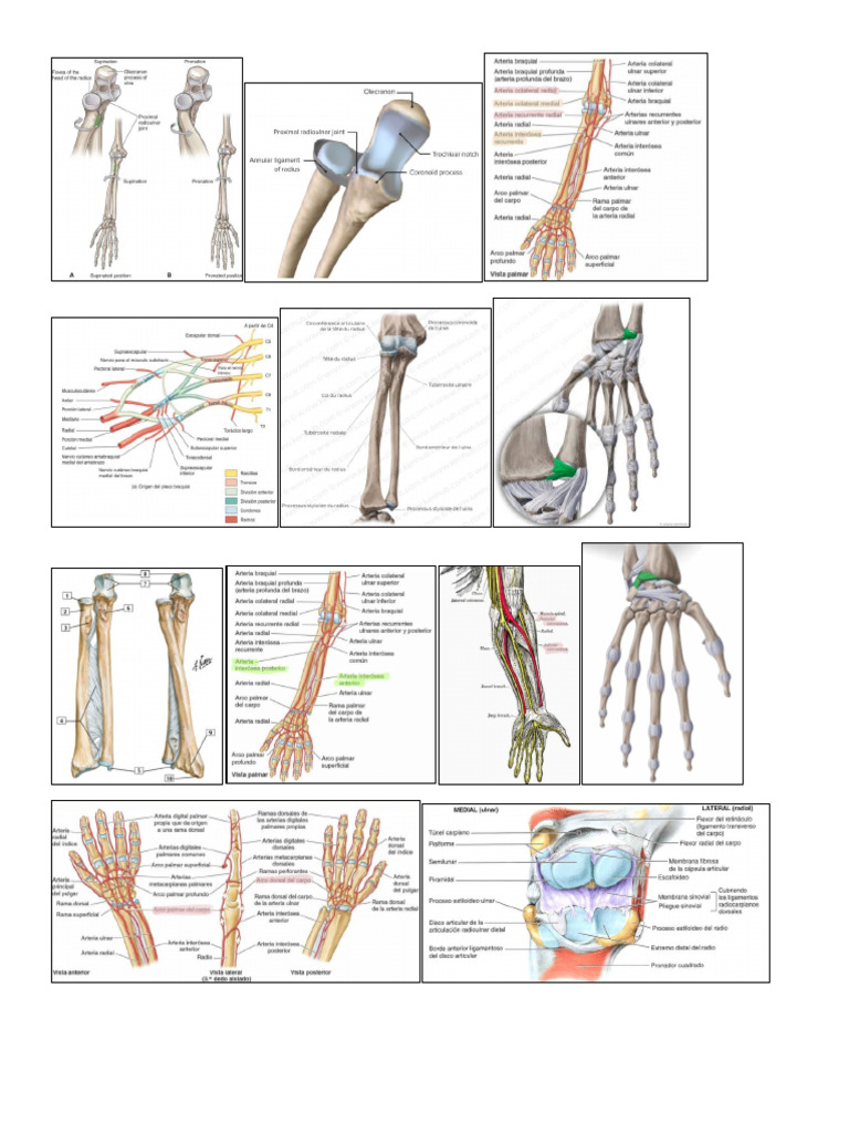 Articulacion Radioulanar Proximal y Distal | PDF