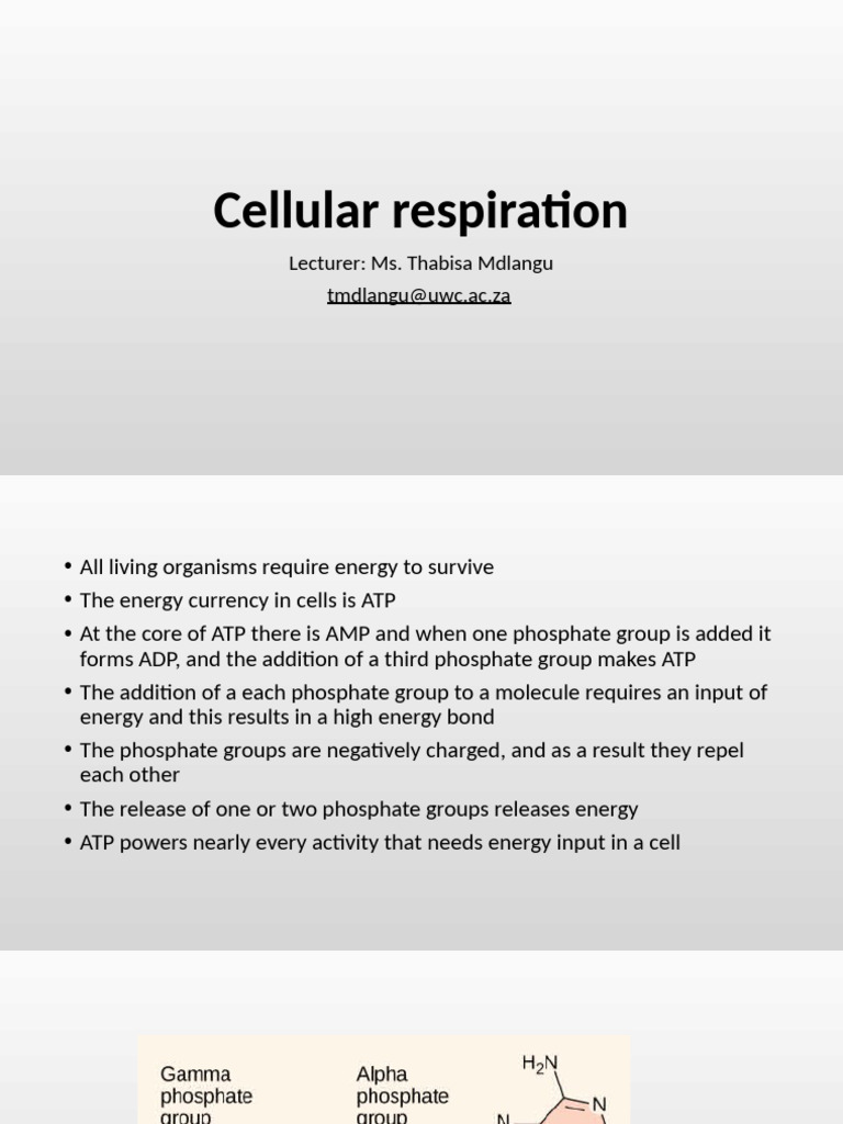 Cellular Respiration: ATP Production Explained | PDF | Cellular ...