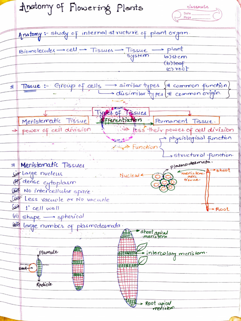 Anatomy of Plant Tissues | PDF | Plant Stem | Tissue (Biology)