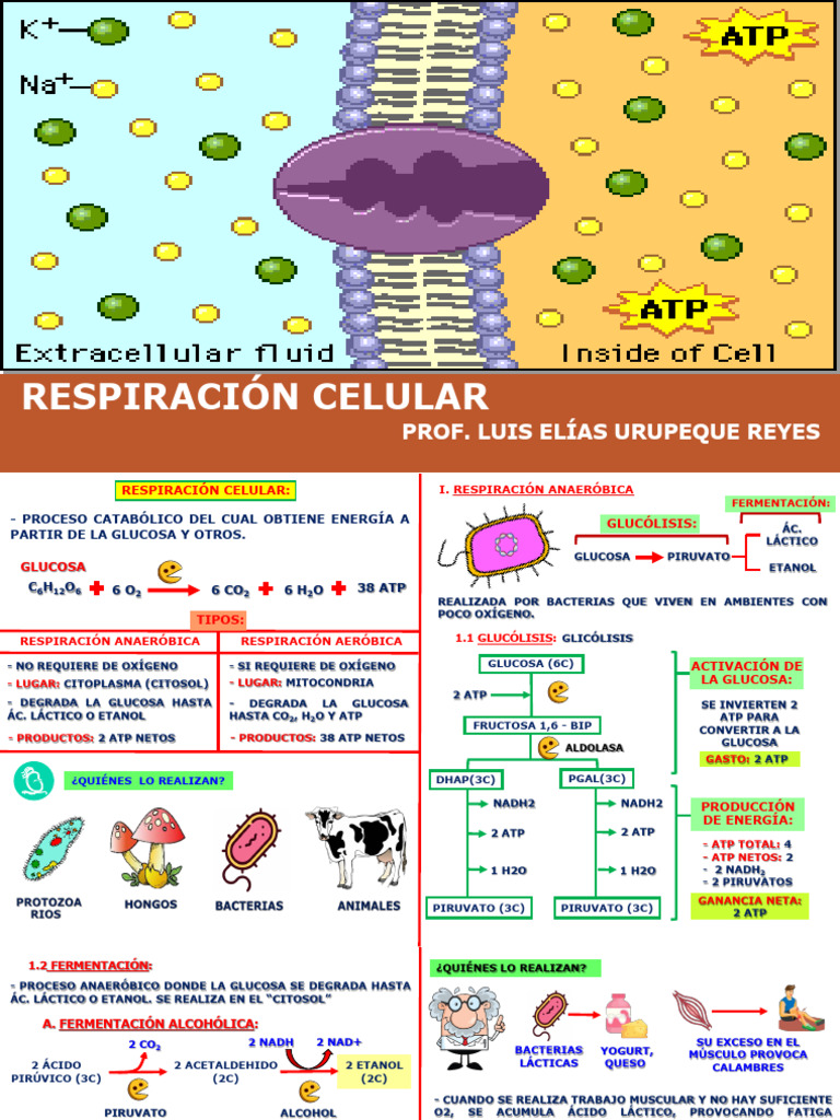 Biología Respiración Celular 5to | PDF | Respiración celular ...