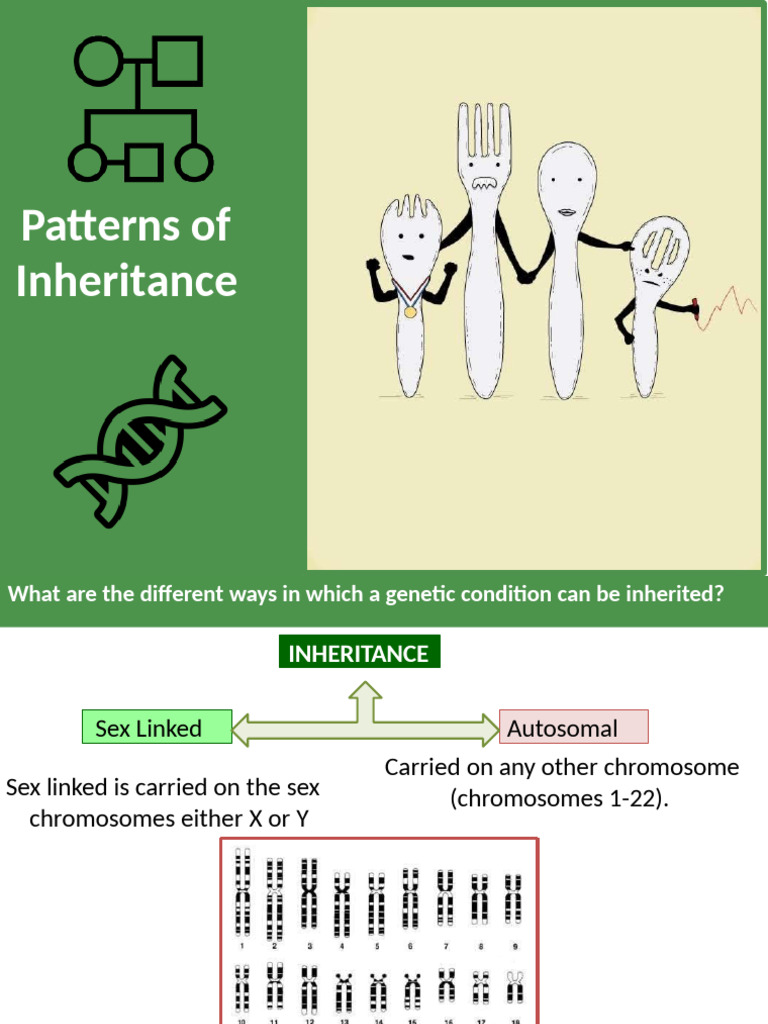 Genetic Inheritance Patterns Explained | PDF | Dominance (Genetics ...