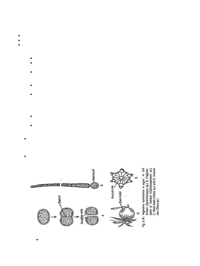 Algae Reproduction: Modes and Types | PDF | Sexual Reproduction ...