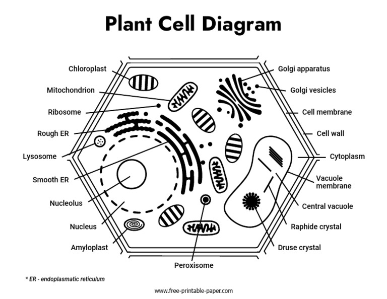 Plant Cell Diagram | PDF
