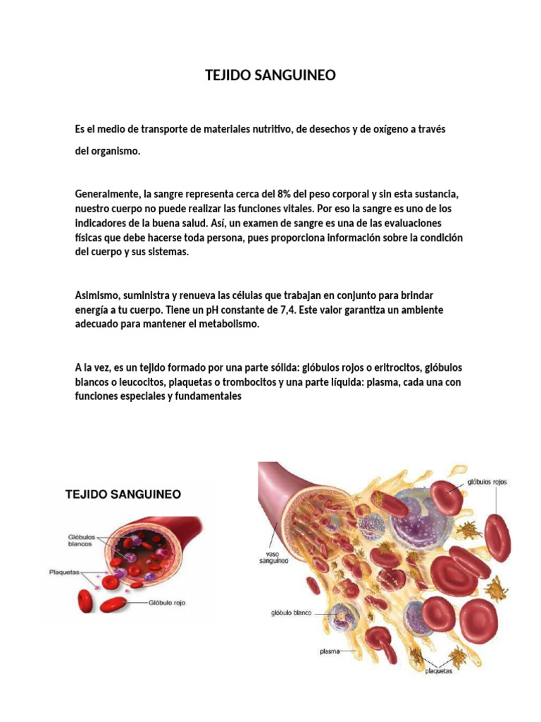 TEJIDO SANGUINEO | PDF
