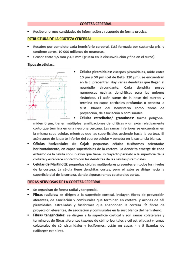 Estructura y Función de la Corteza Cerebral | PDF | Corteza cerebral ...
