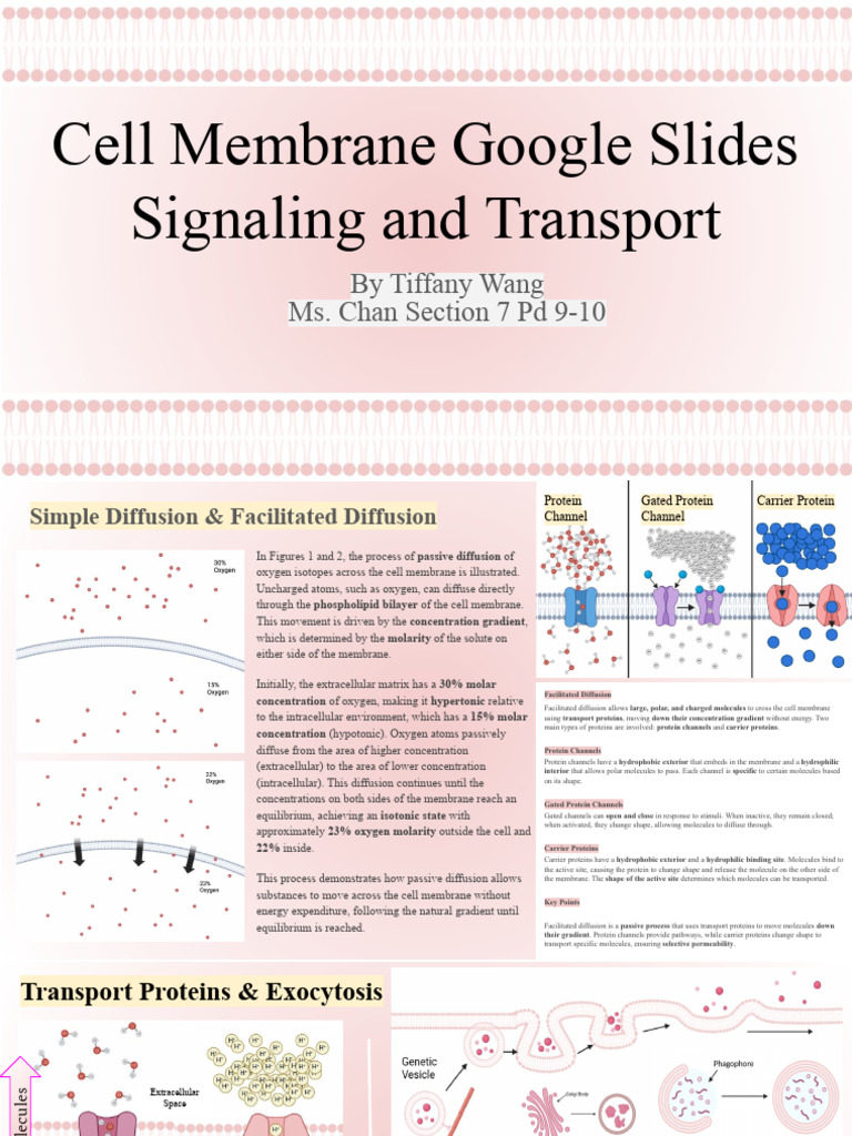 Cell Membrane Transport Mechanisms Explained | PDF | Action Potential ...