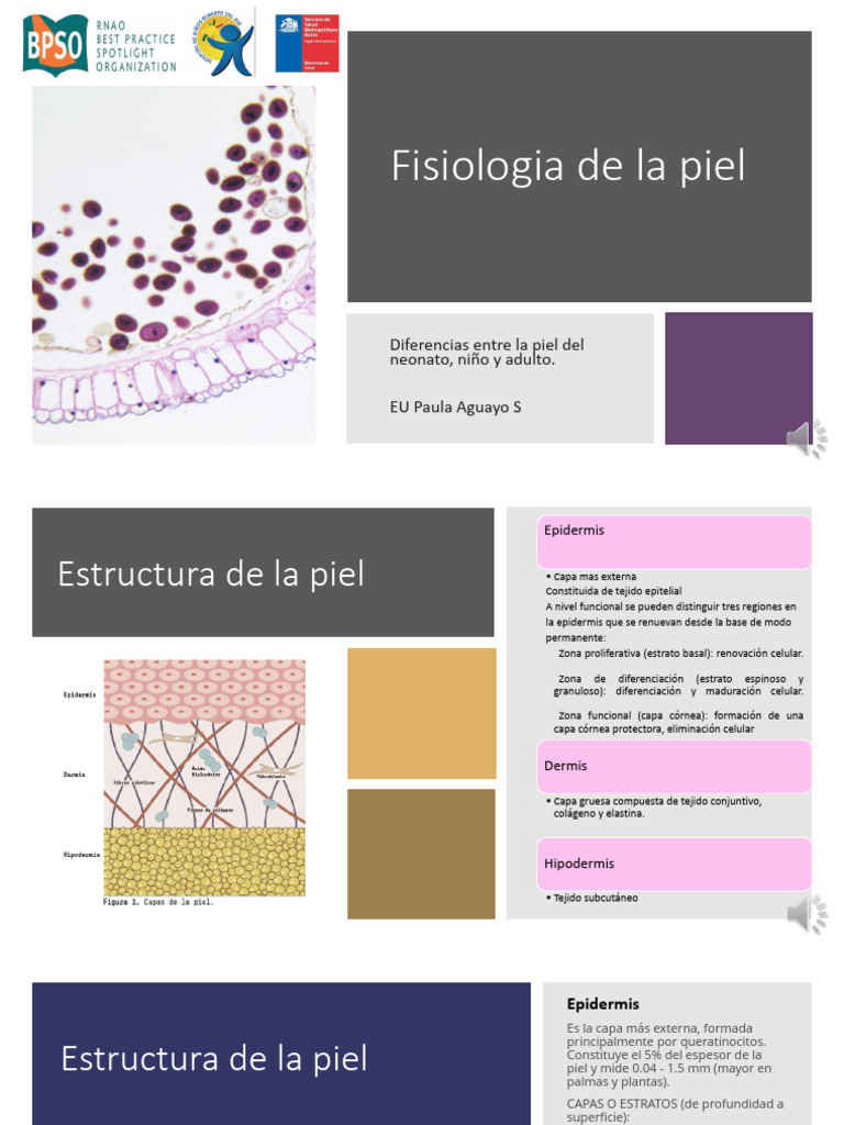 Fisiologia de La Piel | PDF | Piel | Epidermis