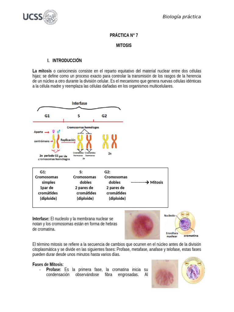 Guía - Práctica #7 - MITOSIS | PDF | Mitosis | Cromosoma