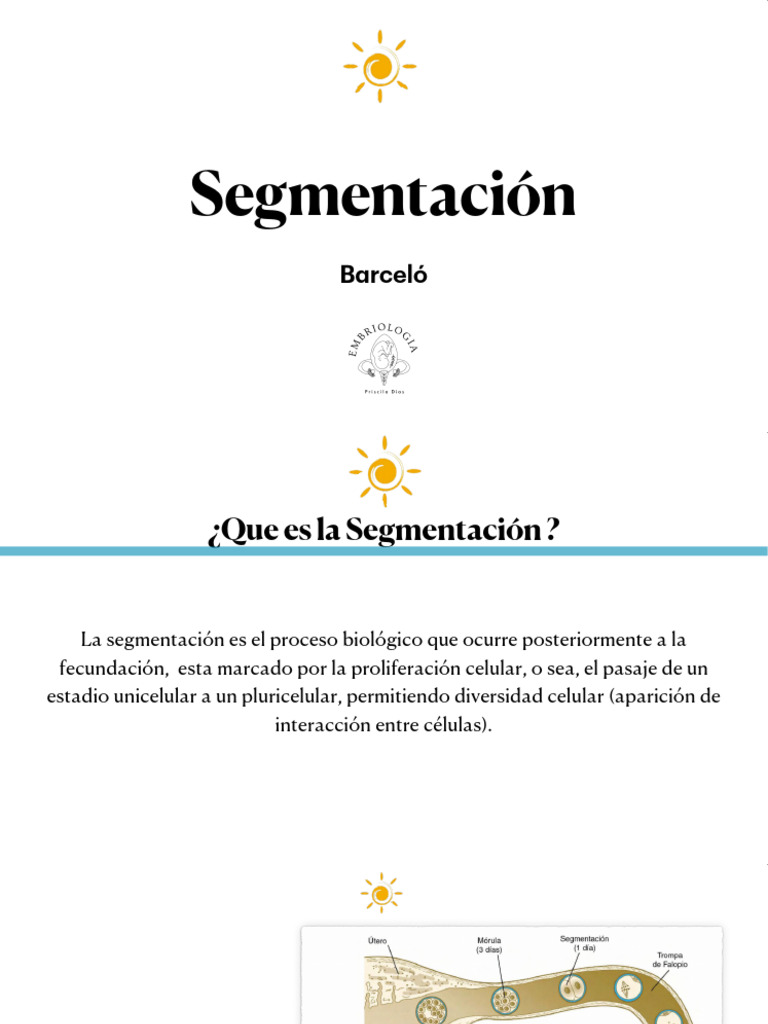 Segmentación embrionaria: Proceso y características | PDF