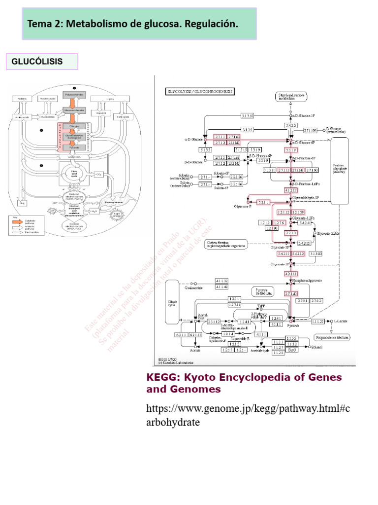 tema 2a Bioq (1) | PDF