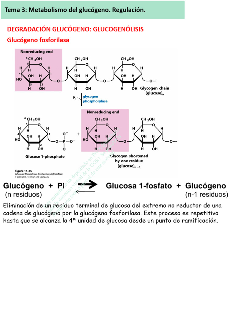 Tema 3 Bioq | PDF | Glucógeno | Bioquímica