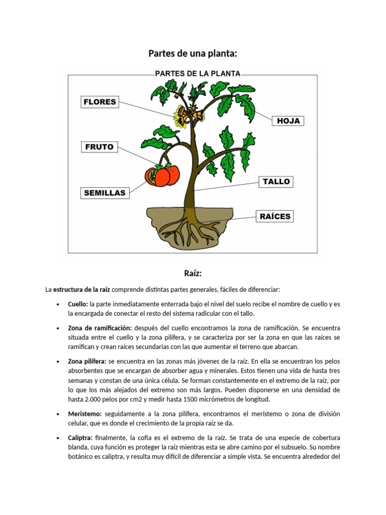 Partes de la raíz y su función absorbente | PDF | Raíz | Tallo de la planta