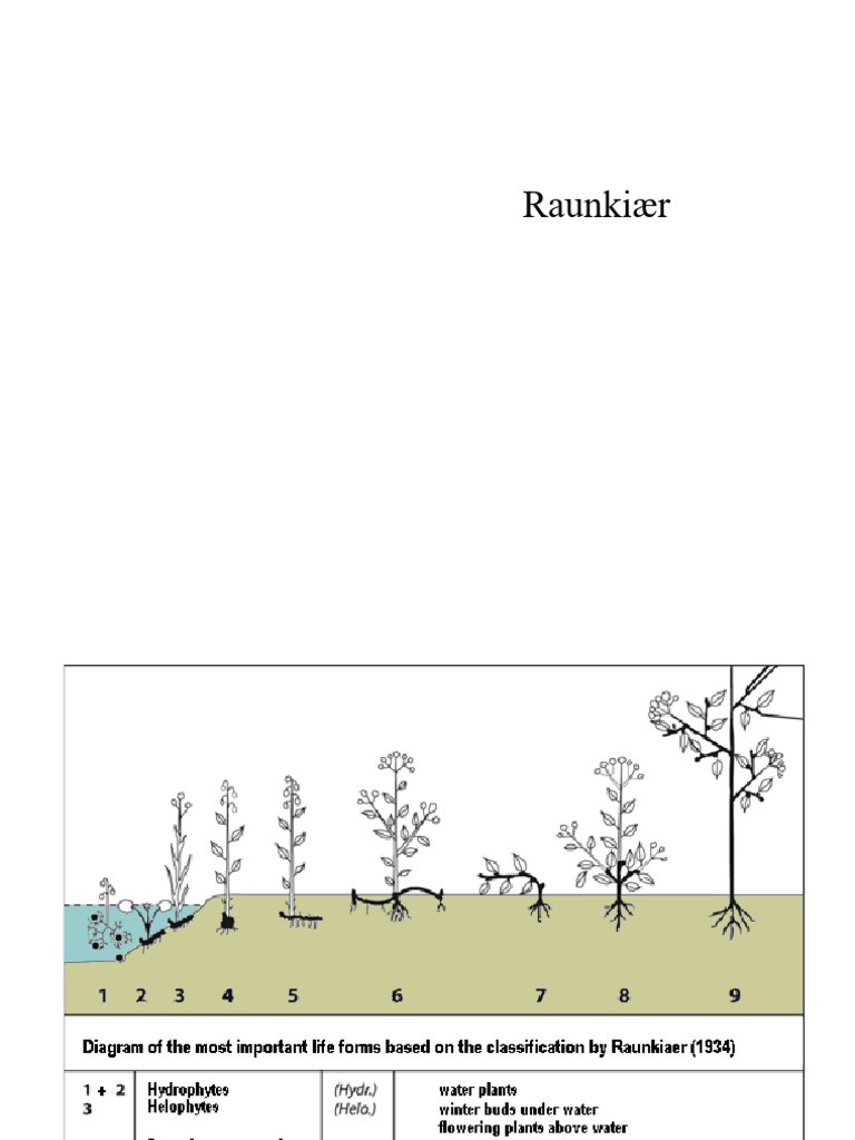 2025 Materials 3rd Lecture -Phytes | PDF | Botany | Branches Of Botany