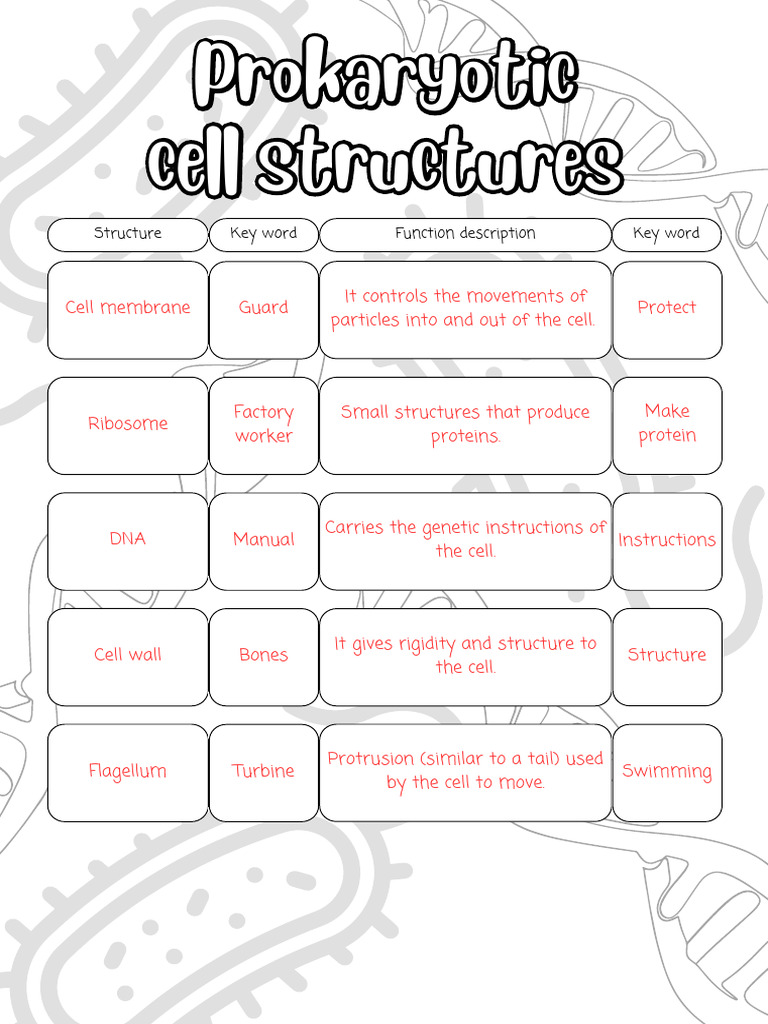 Class 6 Prokaryotic Cell Structures-2 | PDF