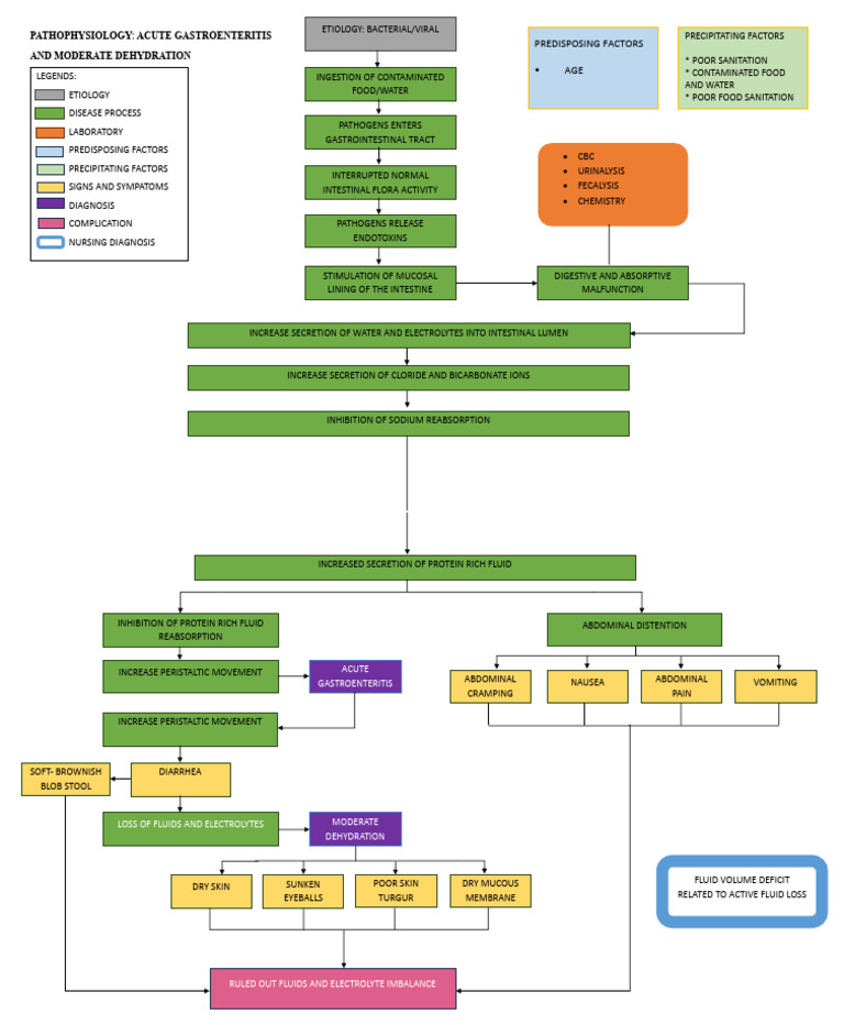 Pathophysiology Age | PDF | Gastrointestinal Tract | Digestive Diseases