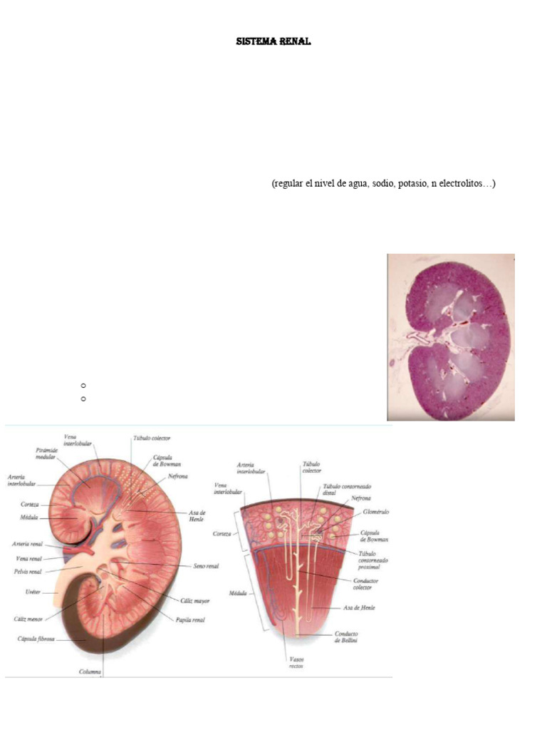 Anatomía y Funciones del Sistema Renal | PDF | Riñón | Sistema urinario