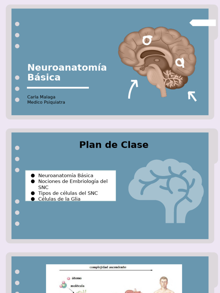 Introducción a la Neuroanatomía Básica | PDF | Cerebro | Axon