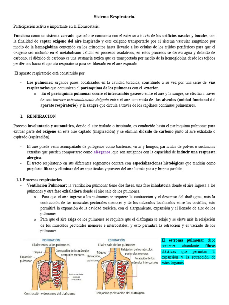 Sistema Respiratorio - Compressed | PDF | Pulmón | Nariz humana