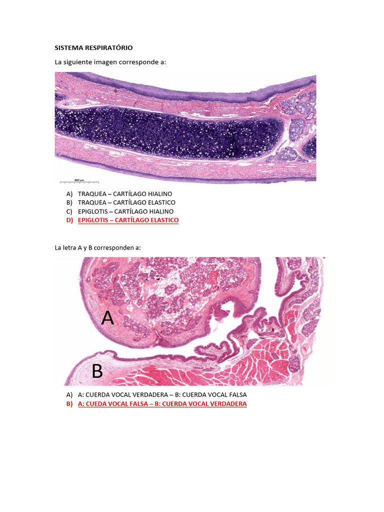 HISTO PRACTICA | PDF | Laringe | Riñón