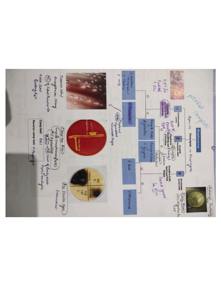 gram positive bacteria chart | PDF